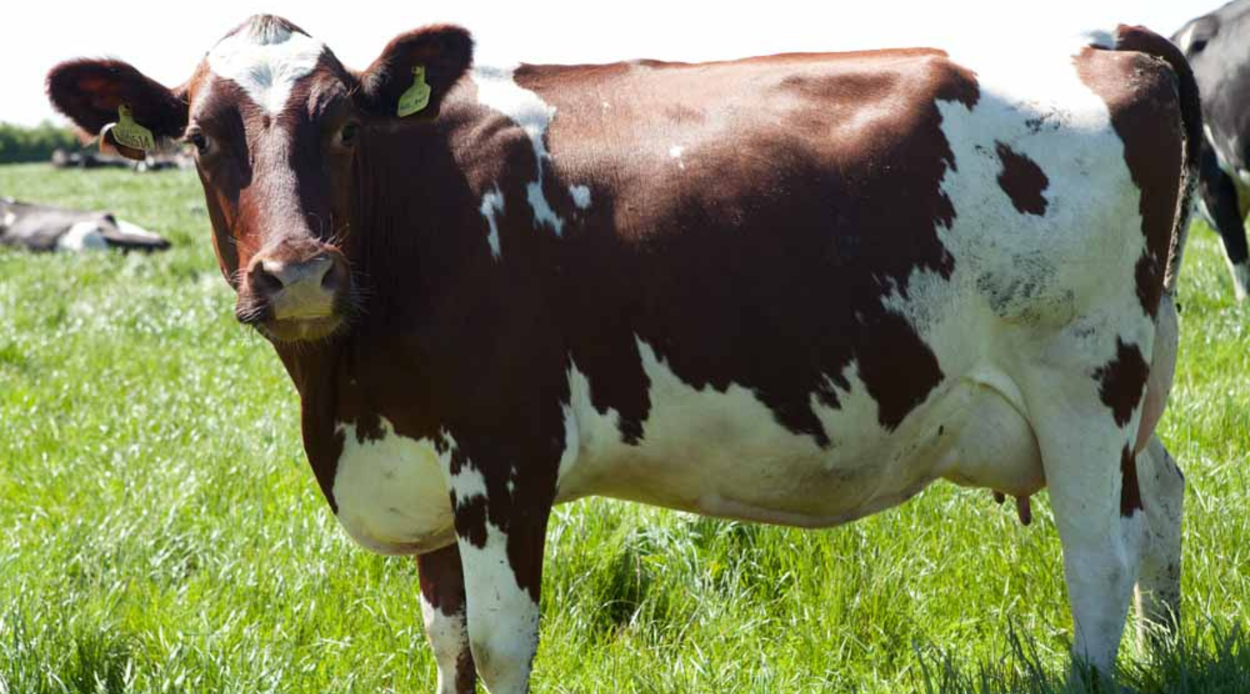 Animal Welfare with Simon Jones of Ulceby Grange farm (Lincolnshire Po ...
