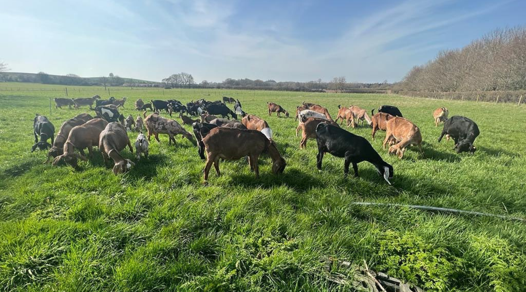 Animal Welfare with Rachel Yarrow of Norton & Yarrow Cheese (Sinodun H ...