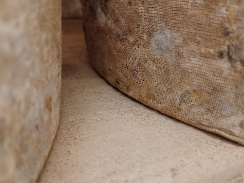 Cheese Mites – Neal's Yard Dairy